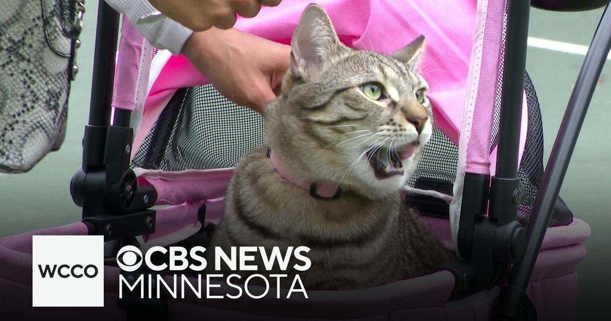 Minneapolis neighborhood cat tour attracts massive crowds - CBS Minnesota