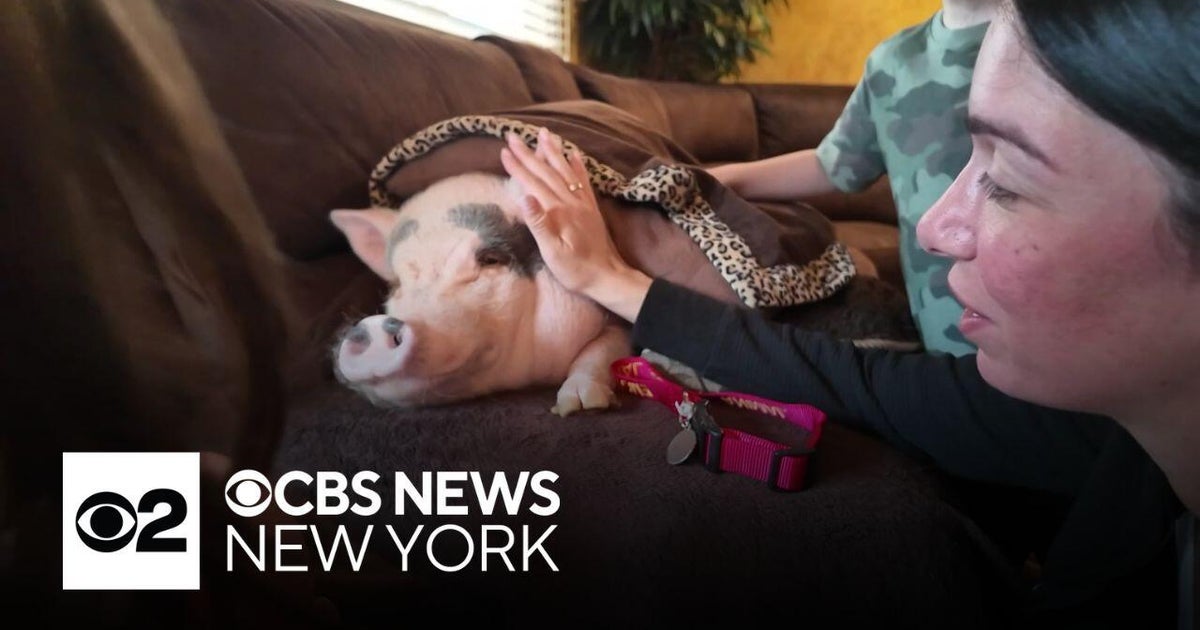 Lucy the emotional support pig wins a temporary reprieve from NYC - CBS ...