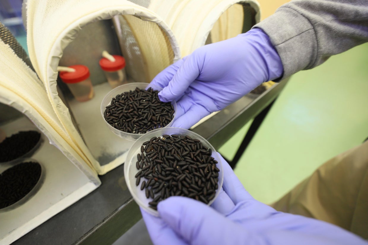 Billions of flies to be dumped out of planes in an effort to fight ...