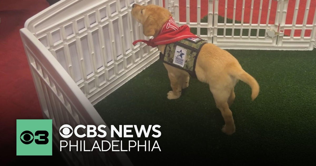 Philadelphia Phillies welcome Tugger, service dog in training, to the ...
