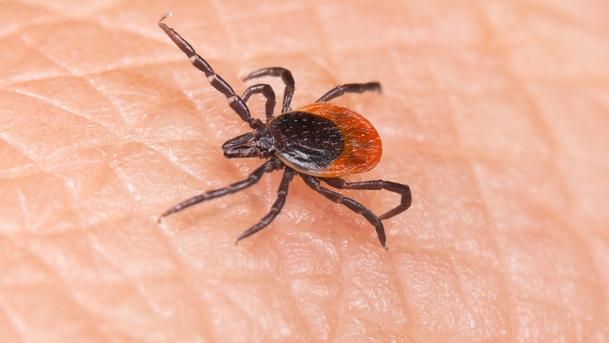 Tick season is off to an early start across the U.S. Here's what that ...