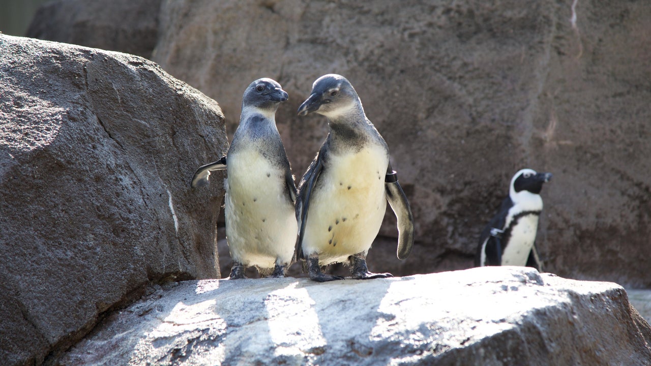 National Aviary news - Today’s latest updates - CBS Pittsburgh