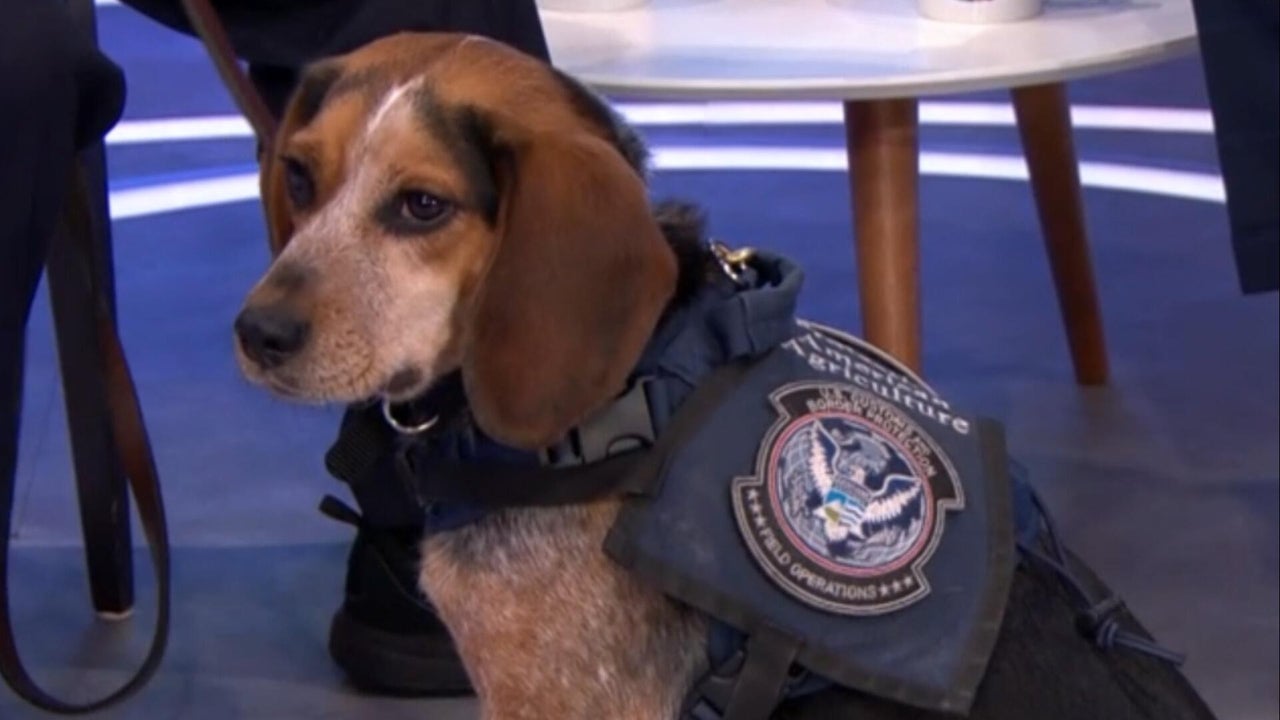Dogs news - Today’s latest updates - CBS News