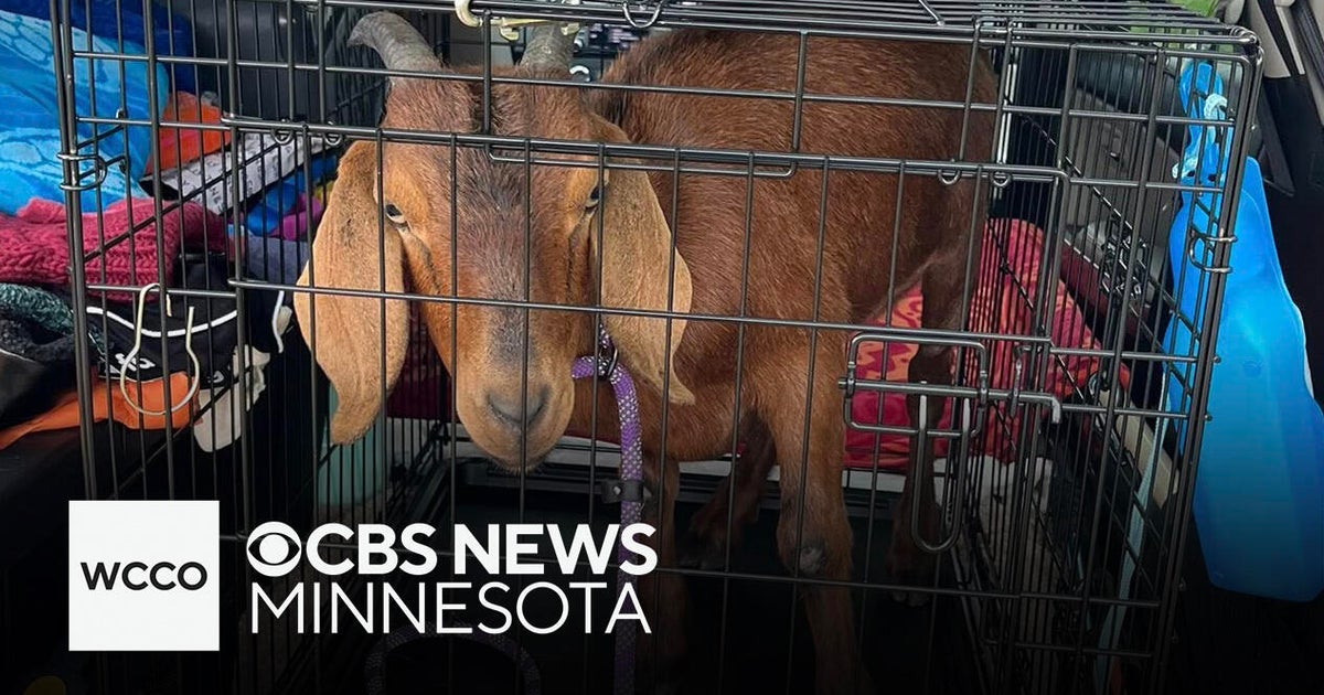 Police seeking owners of 2 goats found in Lino Lakes - CBS Minnesota