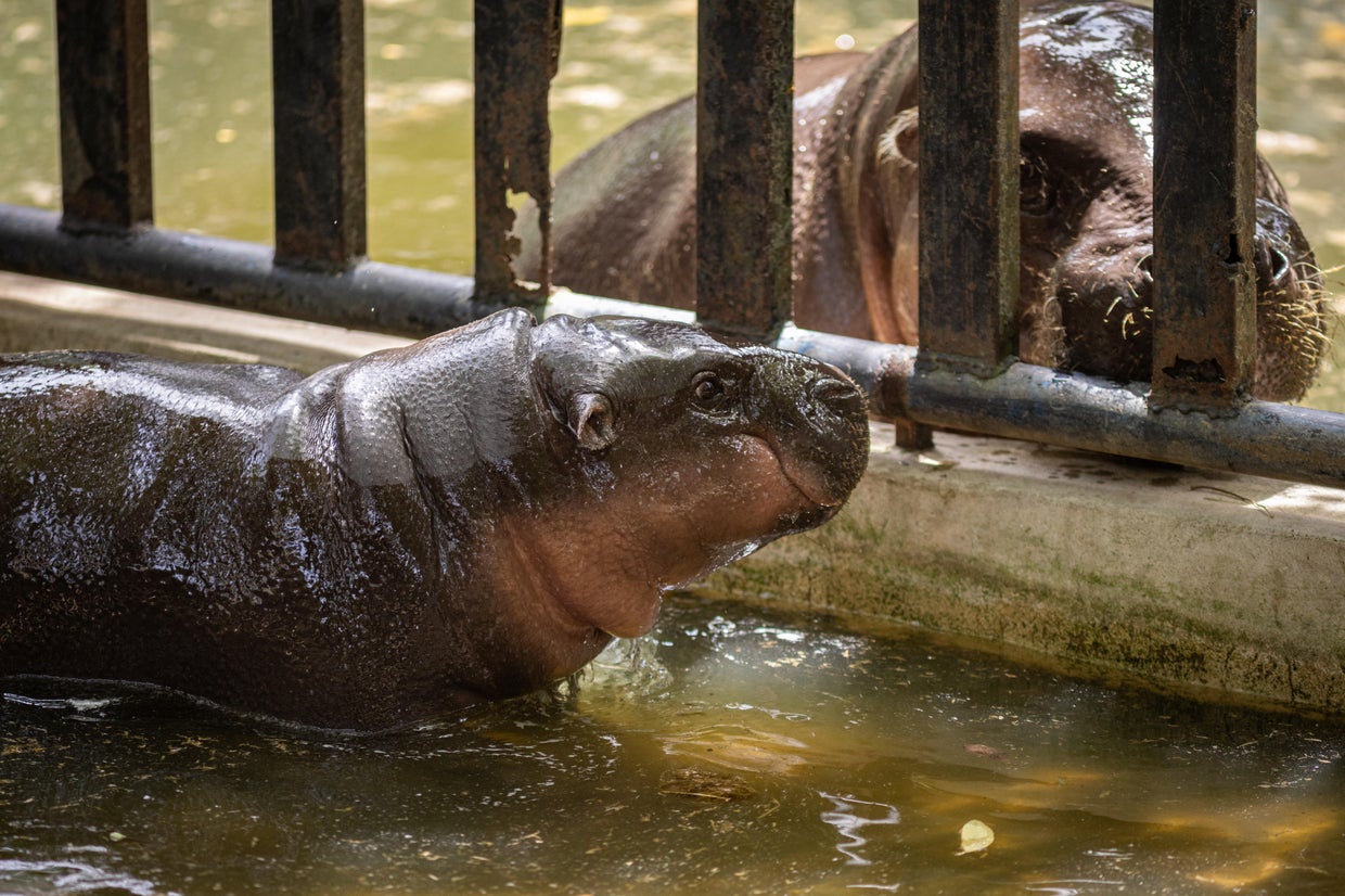 Beloved baby hippo Moo Deng celebrates first birthday at a Thailand zoo ...