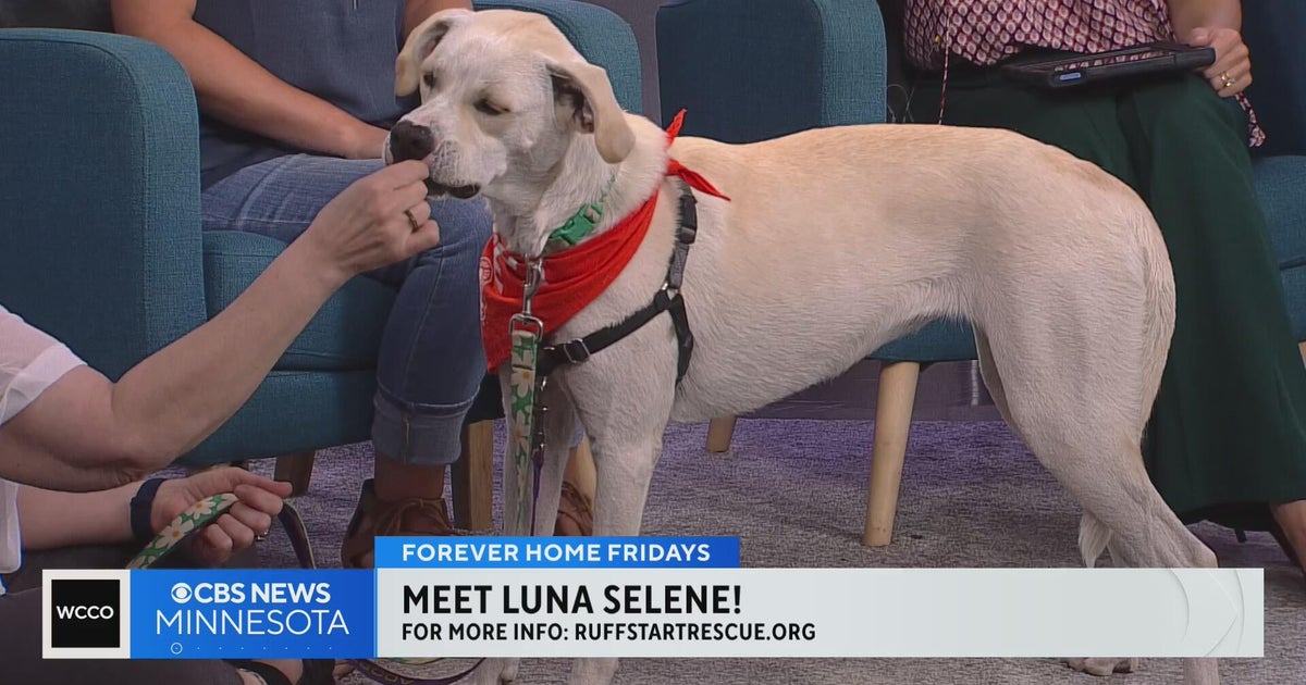 Luna Selene is a pet in need of a forever home - CBS Minnesota