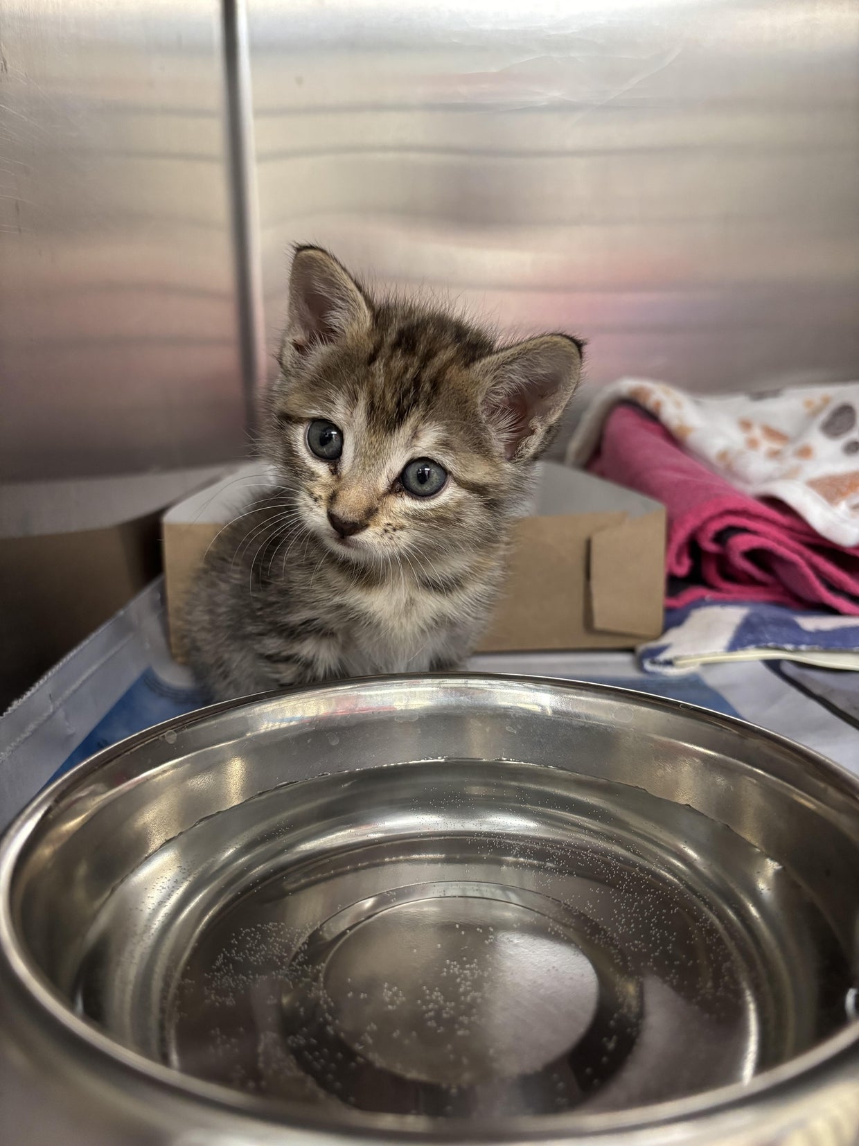50 dogs and cats from Texas shelters arrive to Massachusetts MSPCA to ...