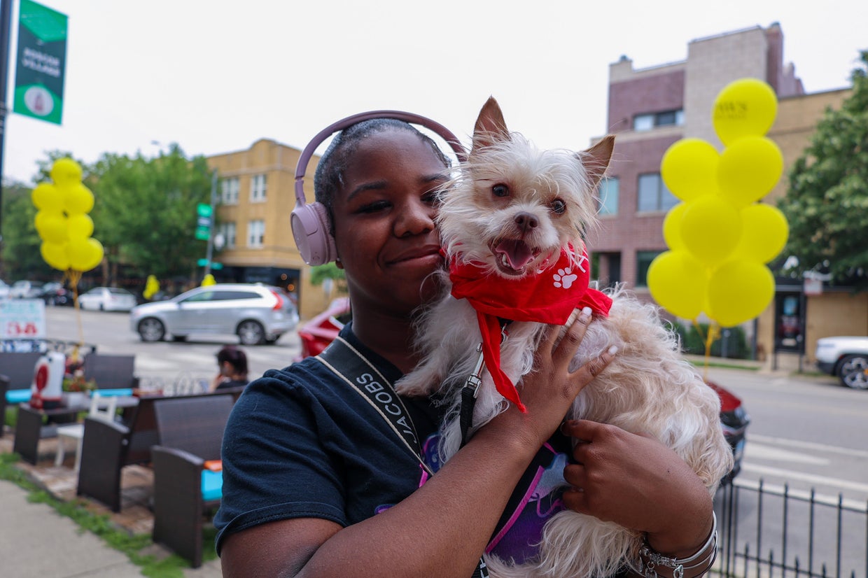 PAWS Chicago hosts adoption event for 50 pets in need of new homes - CBS Chicago