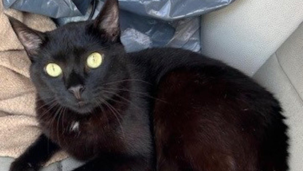 2 cats found dead, another rescued from hot car in Massachusetts - CBS ...