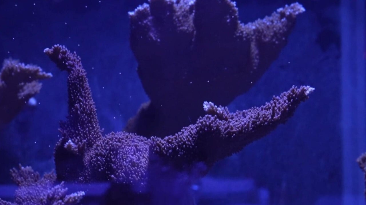 Coral Reef news - Today’s latest updates - CBS News