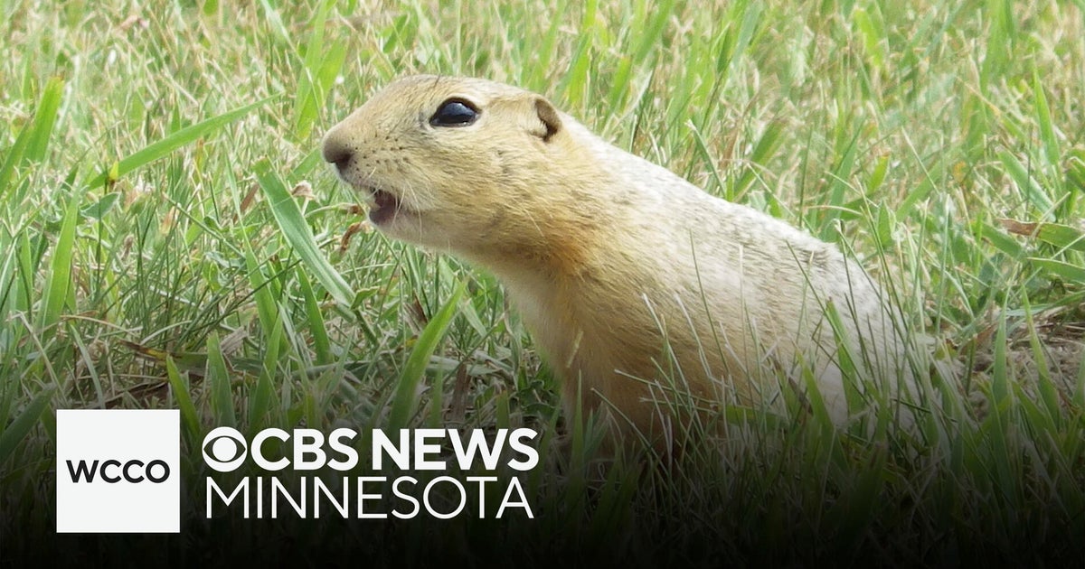 Minot, North Dakota is being overrun by ground squirrels - CBS Minnesota