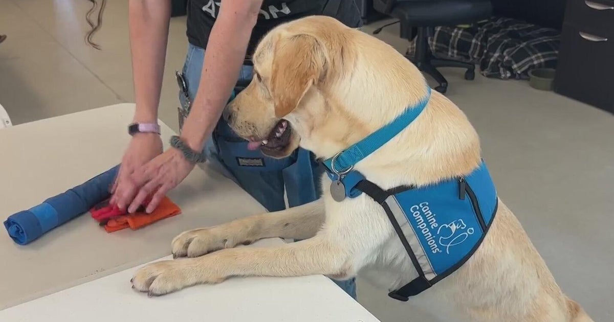 Lonestar makes his last visit to CBS Texas as a service dog in training ...