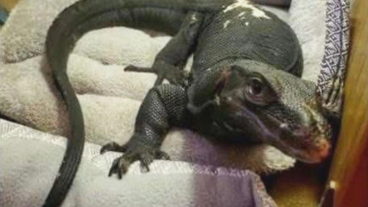 Neighbors on alert after 5-foot-long lizard escapes home in ...