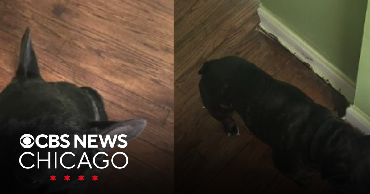 Dog stolen in violent robbery on Chicago's South Side - CBS Chicago