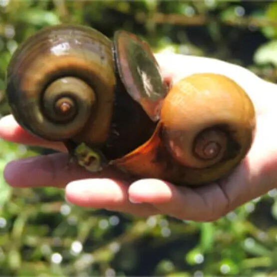 If you spot these pink blobs, crush them. Florida officials say they're ...