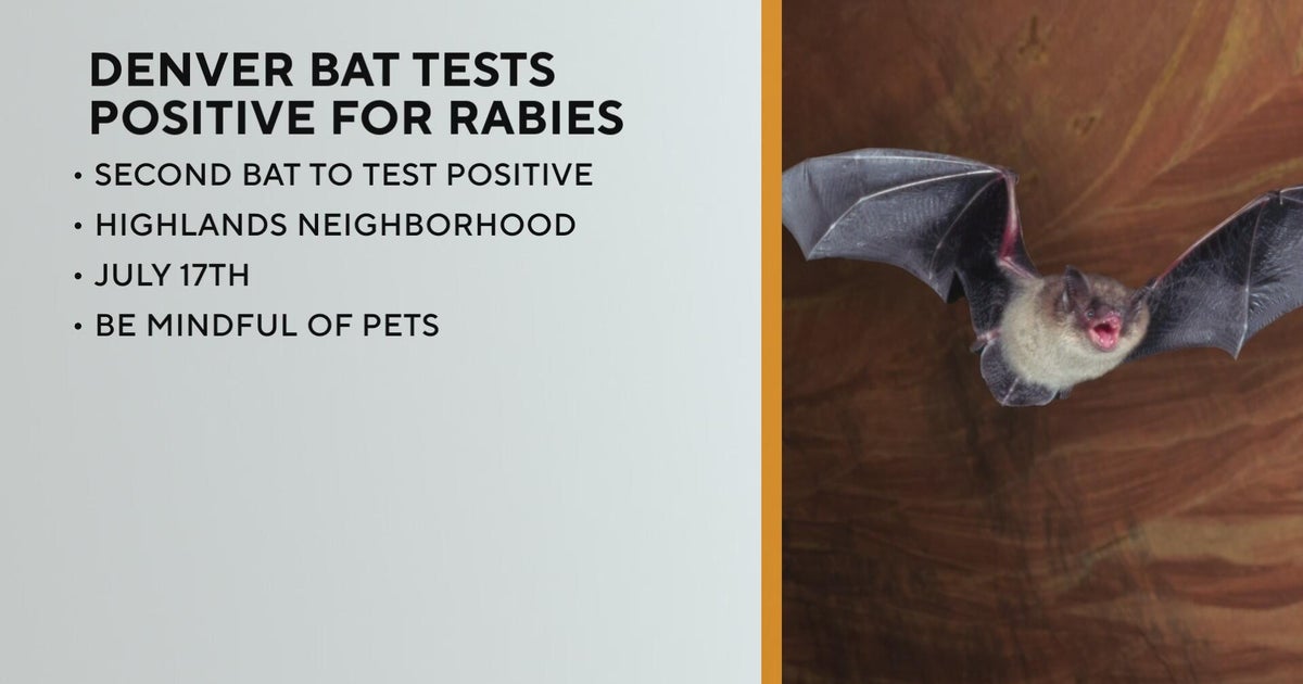 Second bat tests positive for rabies in Denver - CBS Colorado