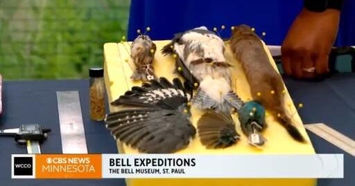 Bell Museum exhibit explores how a collection comes together - CBS ...
