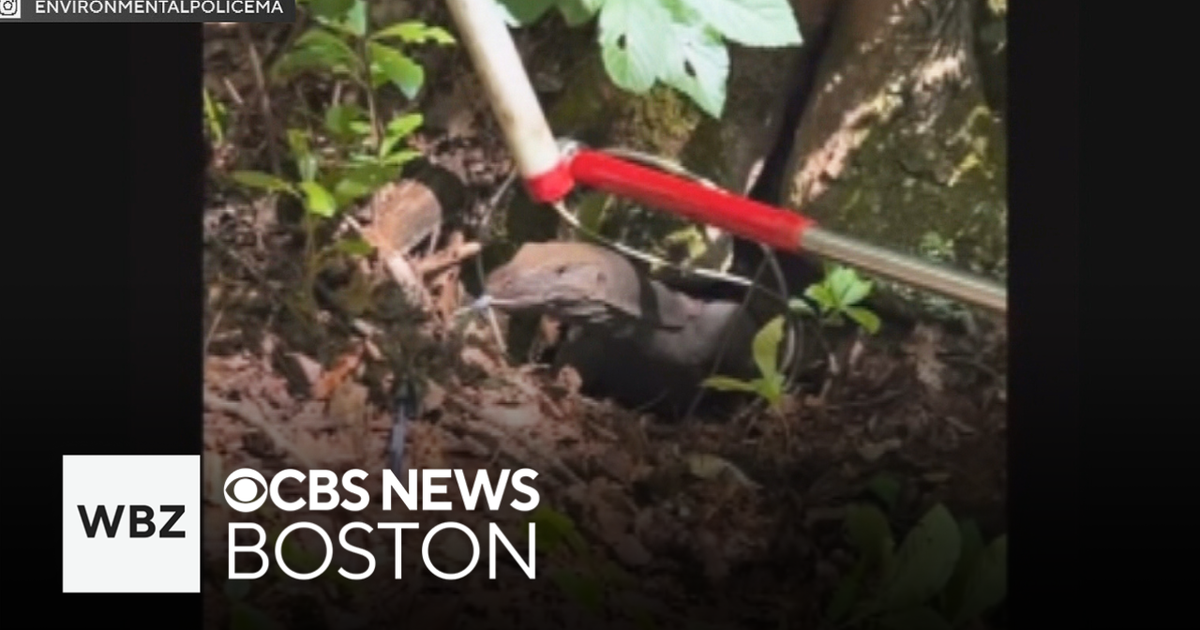 Video shows capture of escaped water monitor lizard in Massachusetts ...