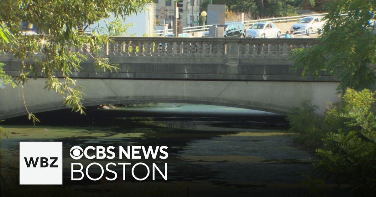 Part of Muddy River closed in Boston due to cyanobacteria - CBS Boston