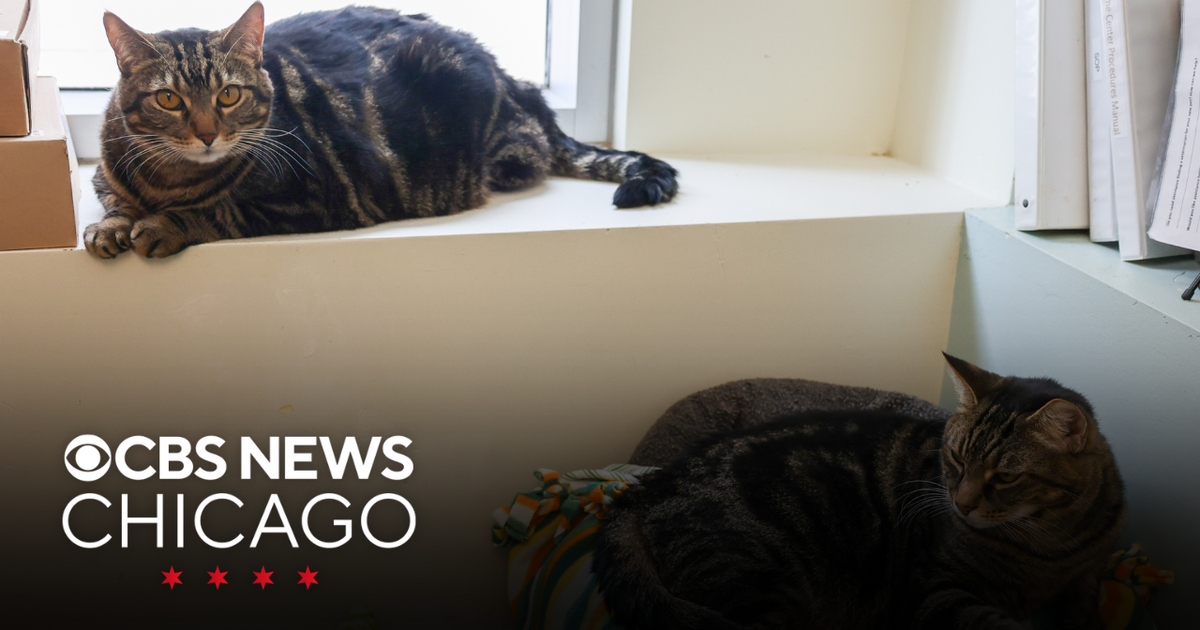 Meet Aggie and Ainsley, PAWS Chicago's Pets of the Week - CBS Chicago