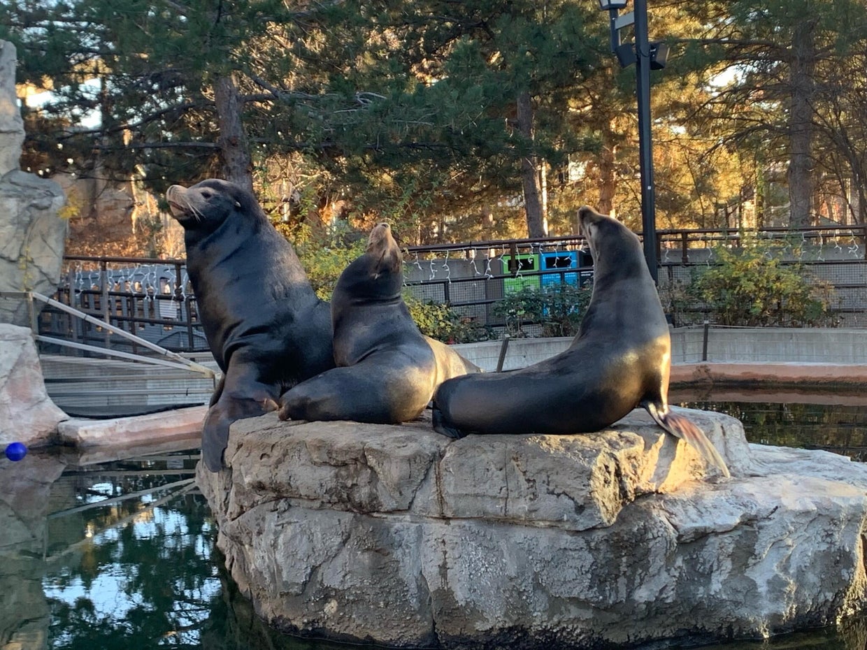 Denver Zoo sea lion dies in Washington, D.C. while waiting for new ...