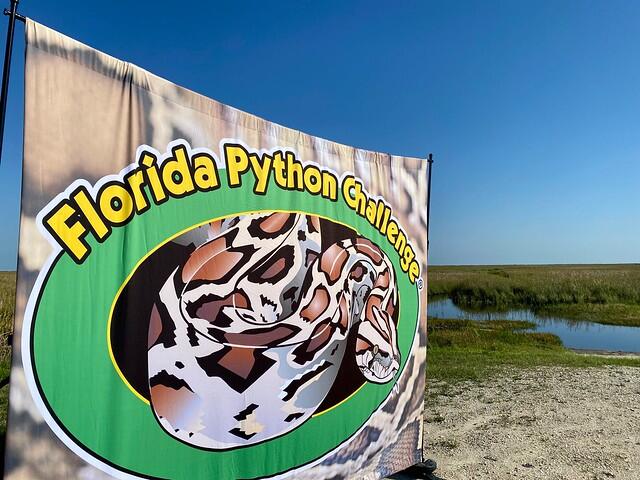 Florida woman snags $10,000 and 60 invasive snakes in record-breaking 2025 Python Challenge ...