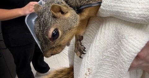 The Mystery of the Zip-tied Squirrel: A North Texas animal shelter is ...