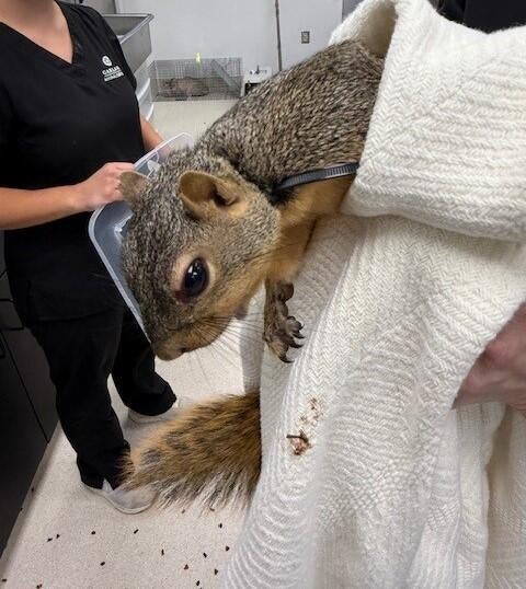 The Mystery of the Zip-tied Squirrel: A North Texas animal shelter is ...