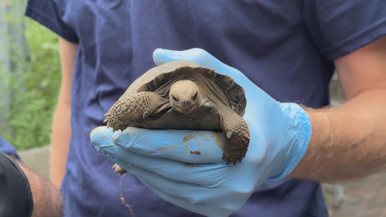 Philadelphia Zoo welcomes 9 more critically endangered Galápagos ...