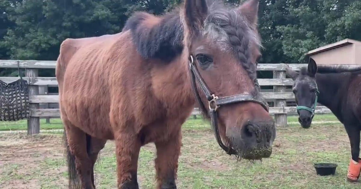 Pony rescued in Howell, Michigan, to be returned to owner despite ...