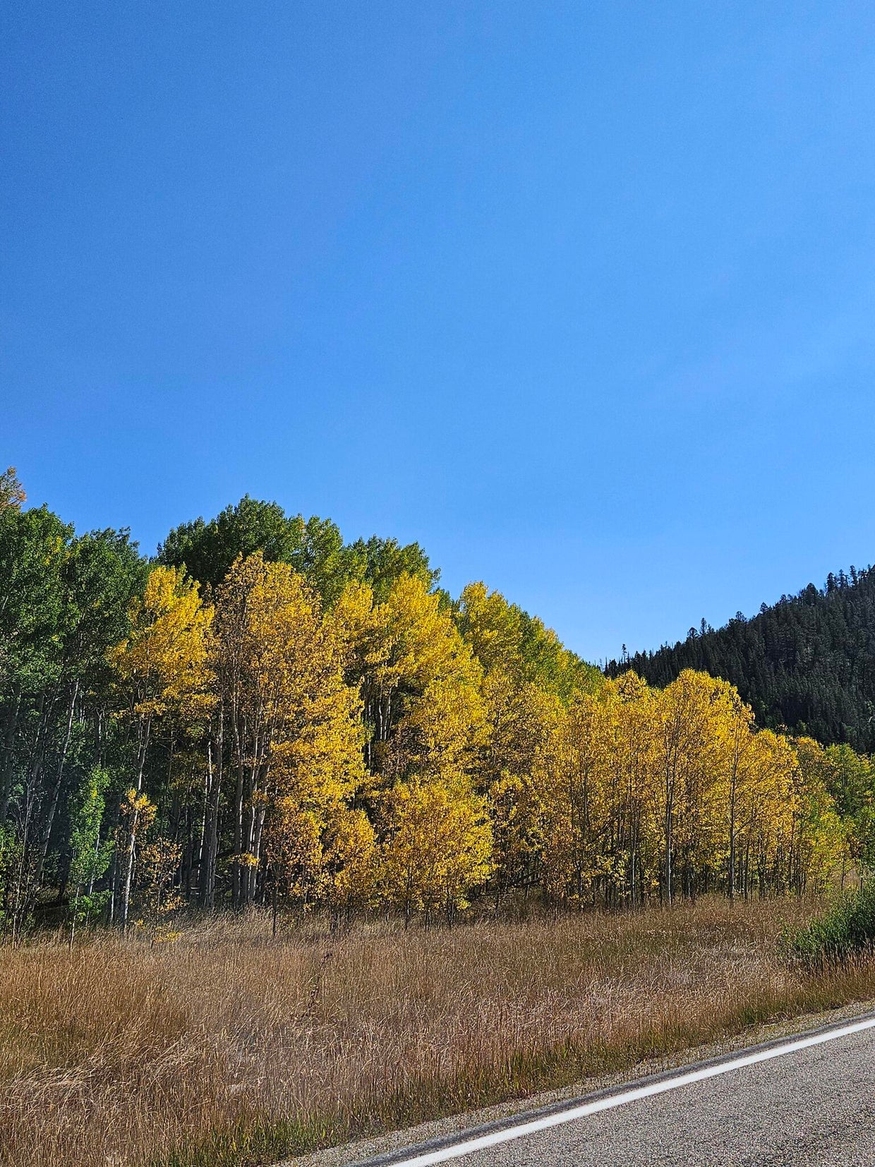 Colorado fall colors 2025 arriving early: See peak foliage forecast ...