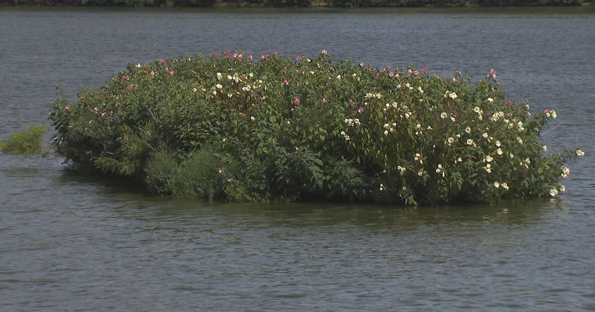 How a floating wetland serves an important role in the Charles River ...