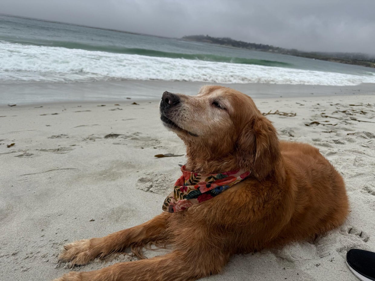 A golden success: Dog's terminal cancer diagnosis dropped after UC ...