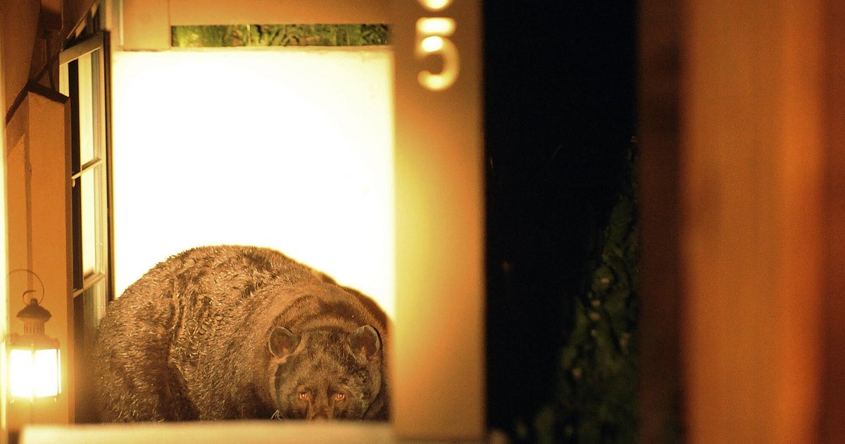 Colorado wildlife officials warn of increased bear activity as fall ...