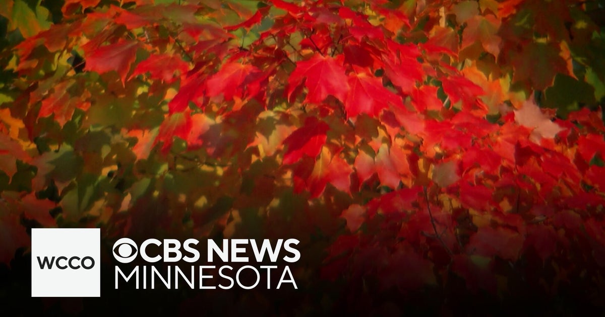 How weather may impact fall foliage in Minnesota - CBS Minnesota