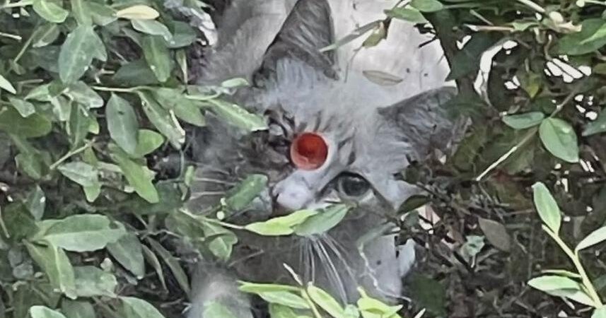 Suspect facing animals cruelty charges for shooting kitten with a dart ...