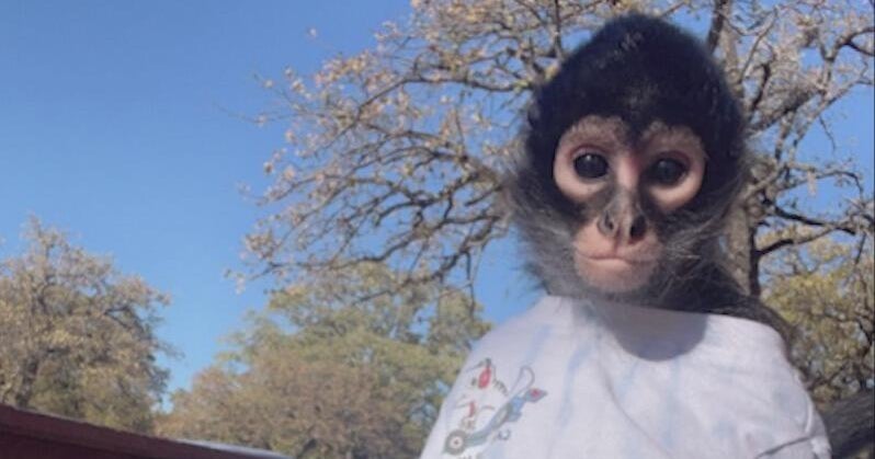 Spider monkey sparks legal battle and public concern after biting ...