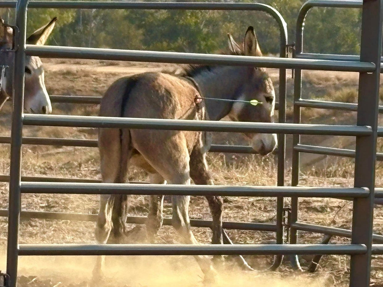 Riverside County authorities seek help finding person shooting wild ...