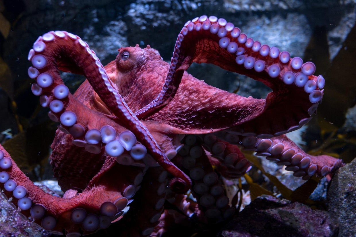 Aquarium of the Pacific octopus enters final phase of life, will spend ...