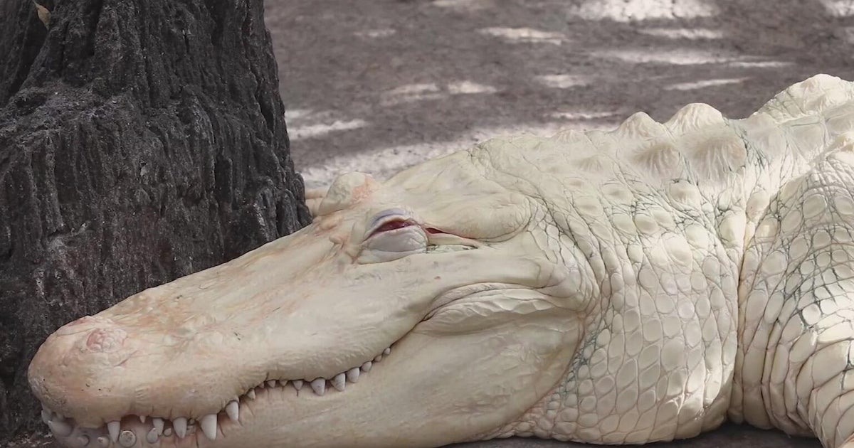 Rare albino alligator Claude turns 30, celebrated as Bay Area icon ...
