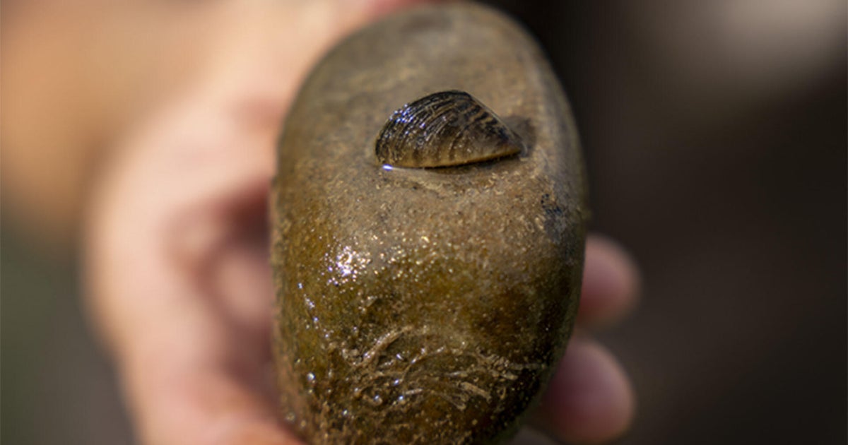 Adult zebra mussels discovered in the Colorado River for the first time ...