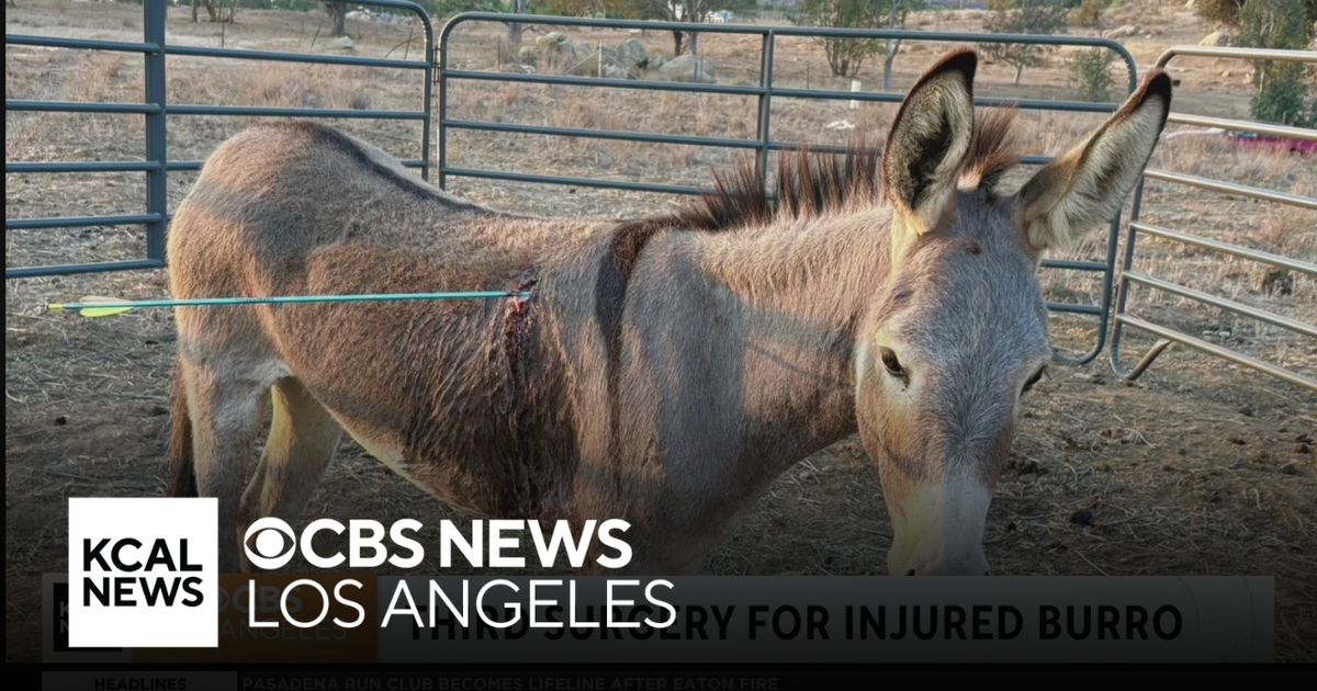 Riverside County burro shot with arrow recovering after second surgery ...