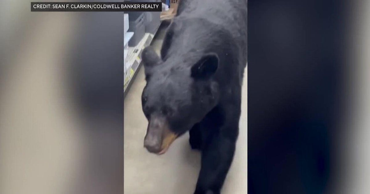 Video shows black bear roaming the aisles of New Jersey Dollar General store - CBS New York