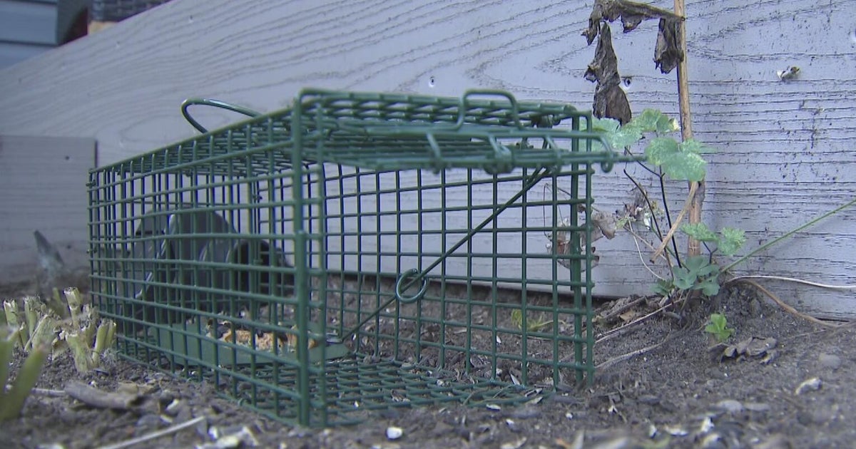 Plymouth residents express concern over growing rat problem - CBS Detroit
