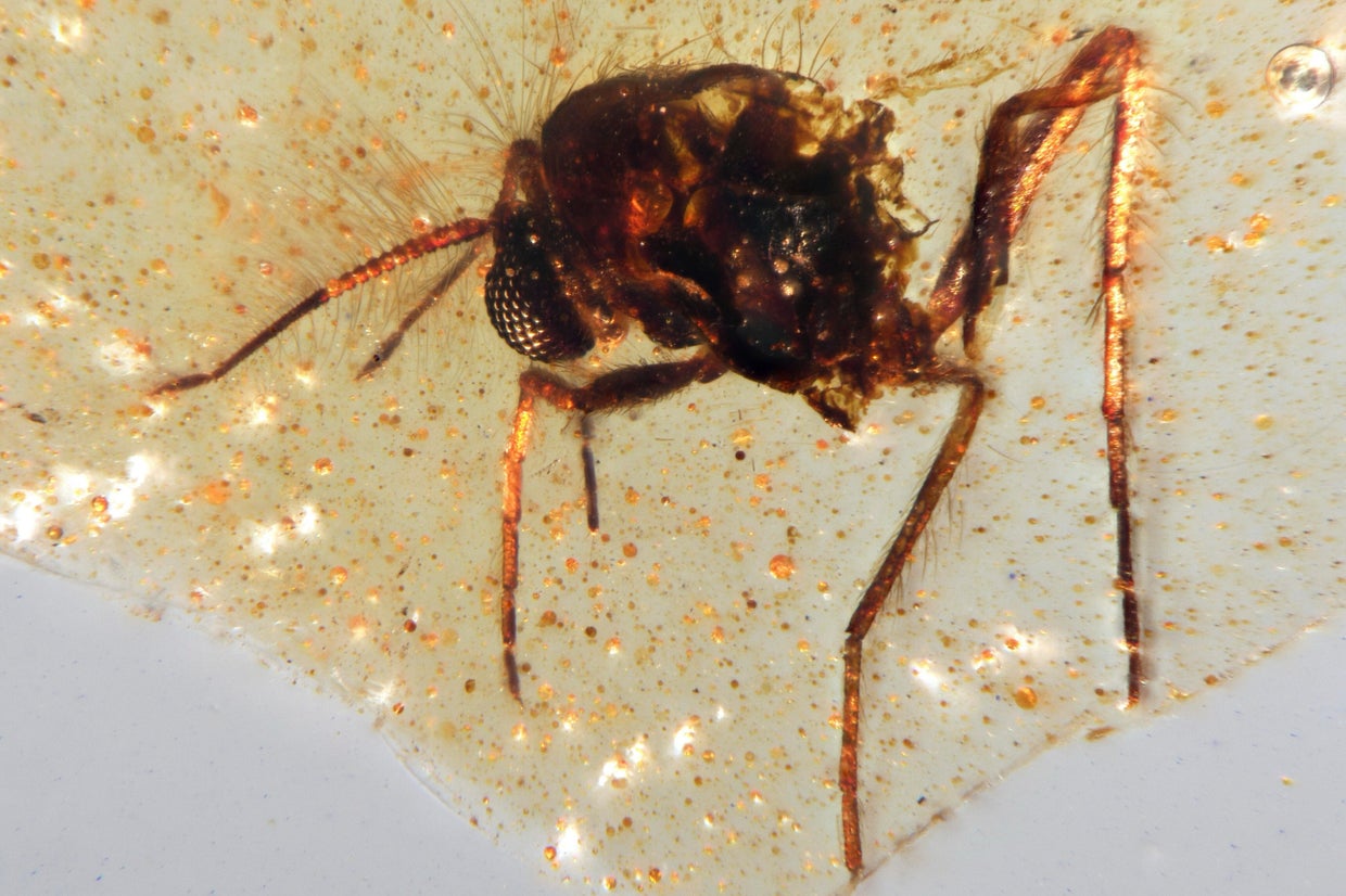 Prehistoric insects trapped in amber give glimpse into ancient life on ...