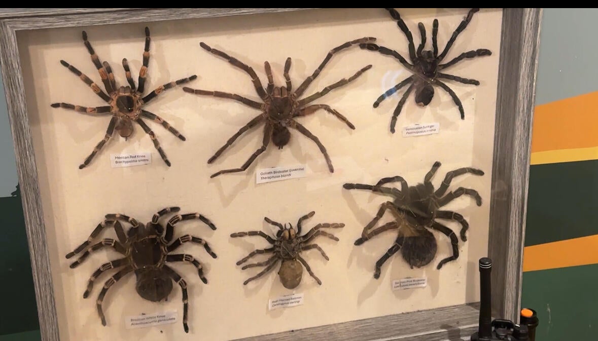 "Spiders Around the World" exhibit in Colorado helps people get over ...
