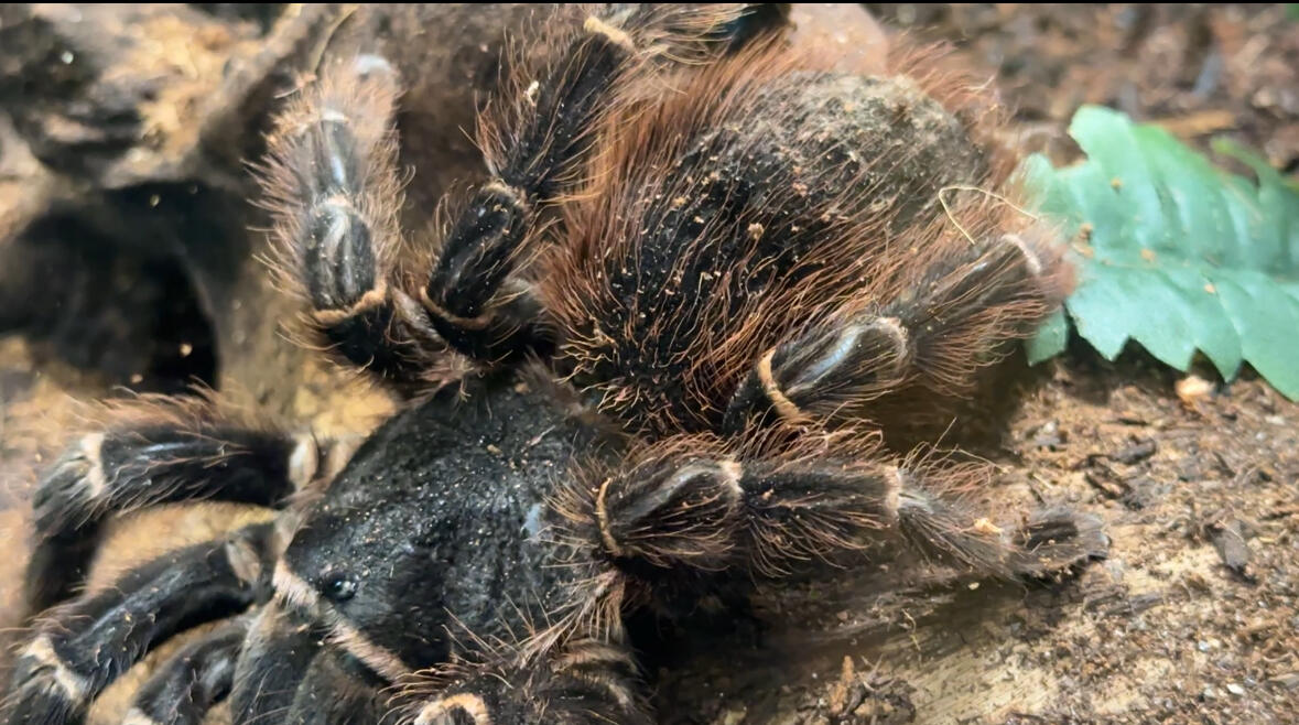 "Spiders Around the World" exhibit in Colorado helps people get over ...