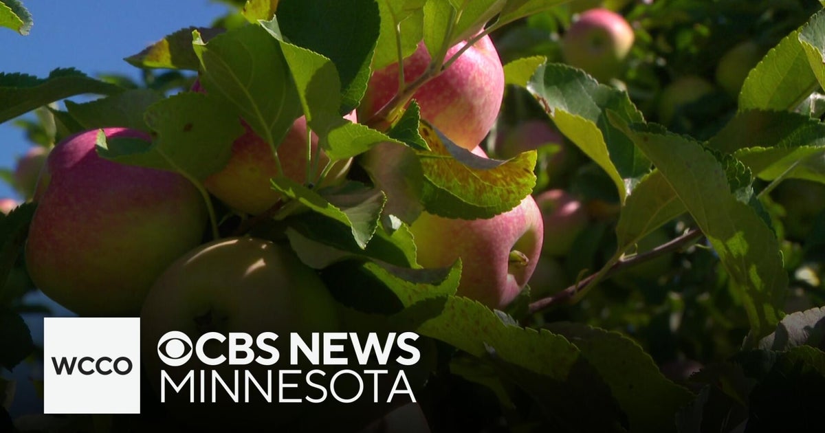 Minnesota apple growers ready for picking season - CBS Minnesota