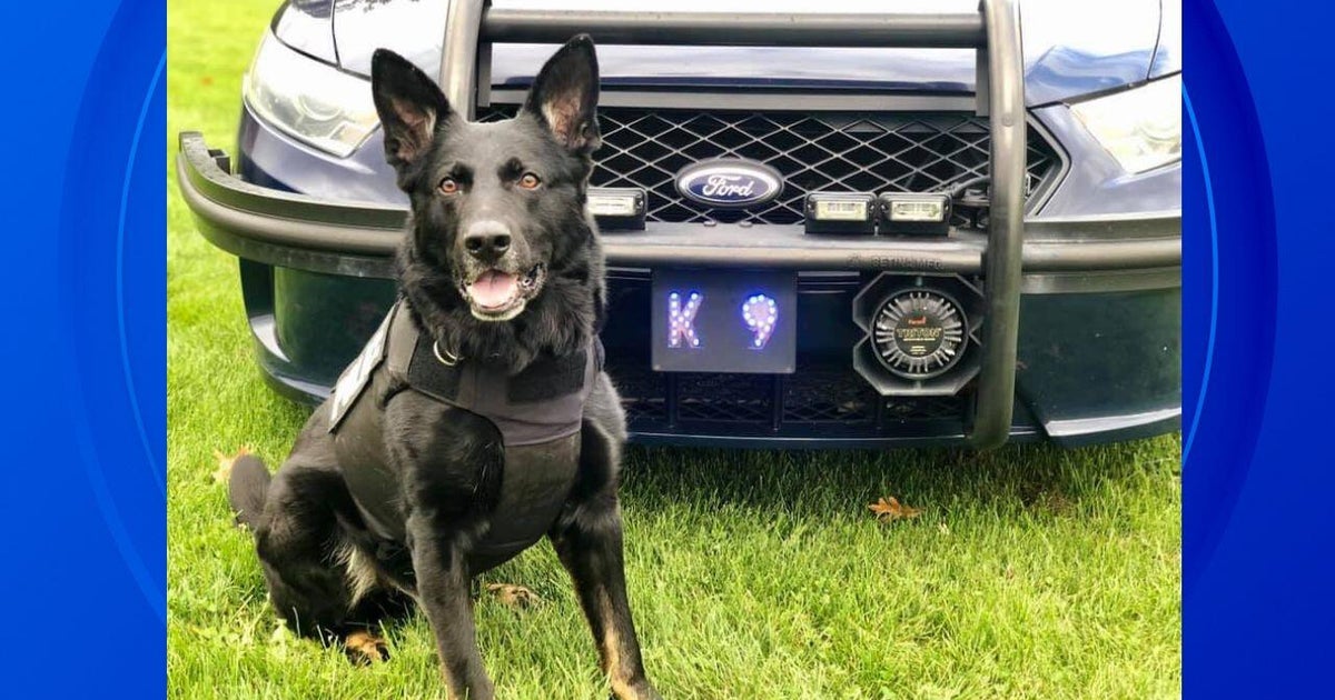 Garden City's retired K-9, known as Sergeant Rudy, has died - CBS Detroit