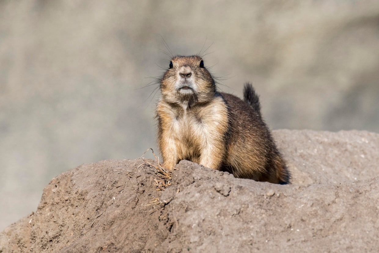 Prairie dog deaths in La Plata County stoke fears of plague among ...